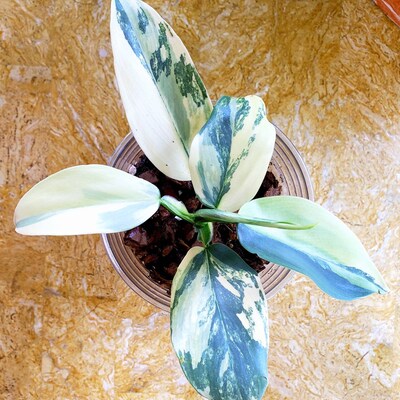 Teruno Venus Pothos cutting Pic 3 - Etsy