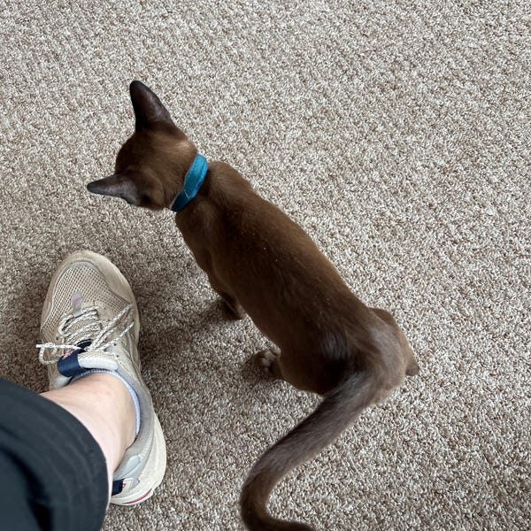 Breakaway Greensageforest Velvet Cat Collar Bowtie Leash Set ...