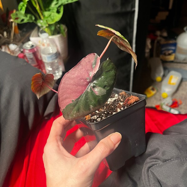 US Seller Pink Micans - Etsy