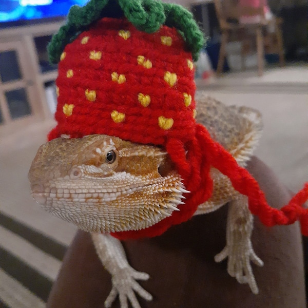 Tiny Reptile Hat, Hat for Hamster, Small Lizard Hat, Clothes for Pets ...