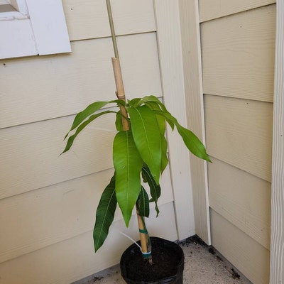 Grafted Super Julie Mango Tree One of the Best Mango in the World - Etsy