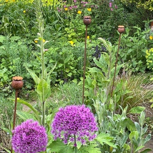 Set of 3 Rusty Poppy Seed Head Pattern Naturally Rusting Ornamental ...