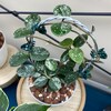 Set of 3, 12in U-shape Medium Trellis for Indoor House Plants, Hoyas ...