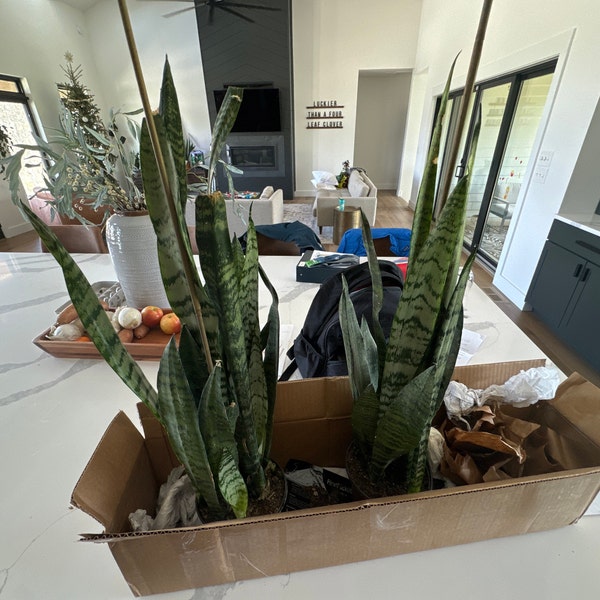 Sansevieria Zeylanica, in 6" Pot, Snake Plant - Etsy