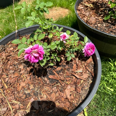 Rosescheherazade シェエラザード 1.5 Gal Ownroot Rare Rose Strong Fragrance ...