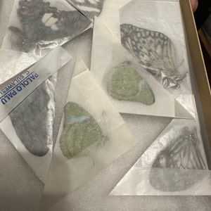 Real Beetle/insect Specimen / Cloche Jar Insect Display Specimen ...