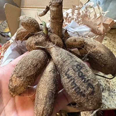 Bachelor's Button Classic Magic 30/pkt - Etsy