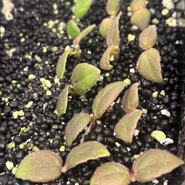 Columnea Gloriosa [cutting] - Etsy