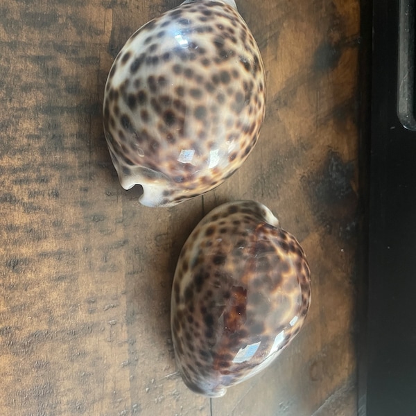 XL Tiger Cowrie Seashells (cypraea Tigris) Wedding Decor-seashells ...