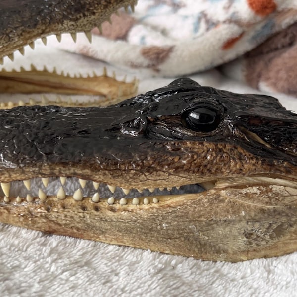 Five Alligator Heads From Genuine Louisiana Gator Taxidermy - Etsy