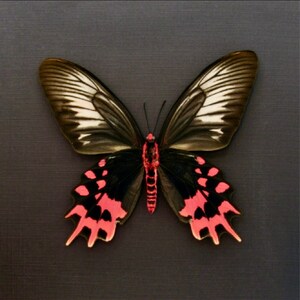 Rare Pink Form Gaudy Commodore Butterfly Framed Taxidermy Precis ...