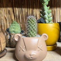 Beton Groß Mario Ziegel Sukkulenten Pflanzer Hochzeit Gastgeschenke ...