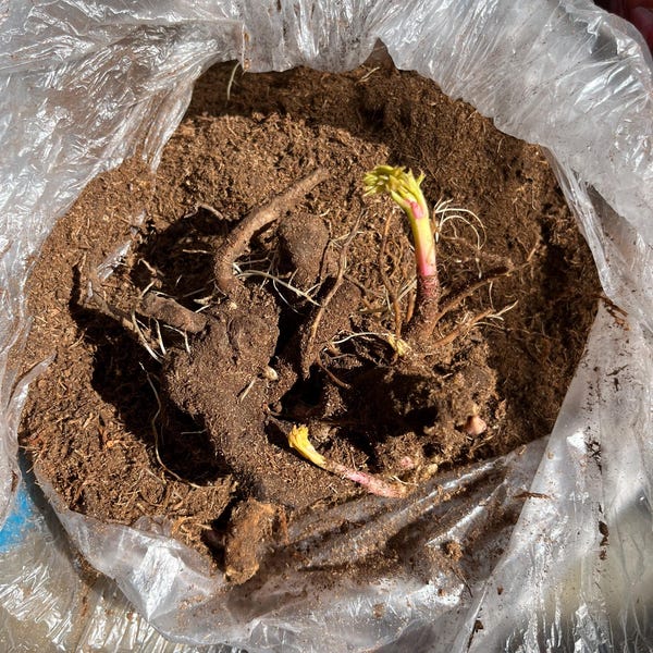 3 Musa poquito Banana Tree/ Banana Tree in 4 Inch Cups one Plant per ...