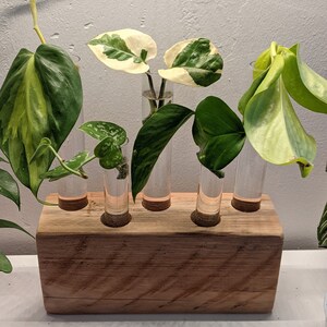 Set of 3 Propagation Jars 3.4 Ounces, With Cork Lids. - Etsy