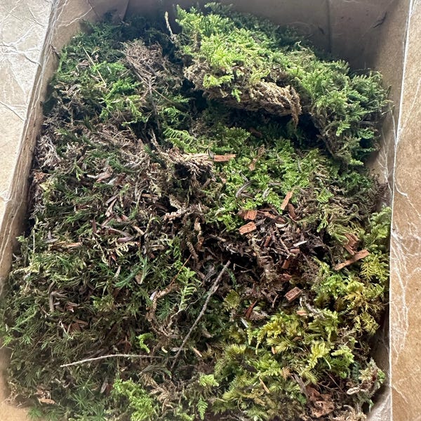 Terrarium Moss Variety Box – Live Moss Collection for Terrariums ...