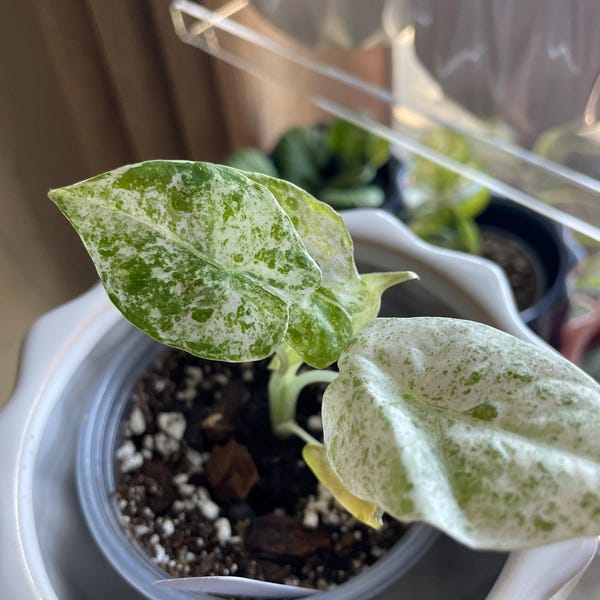Alocasia Snow “odora Batik” Starter Plant (ALL STARTER PLANTS Require ...