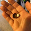 Jumping Spider Magnetic Acorn Ledge/hide - Etsy Canada