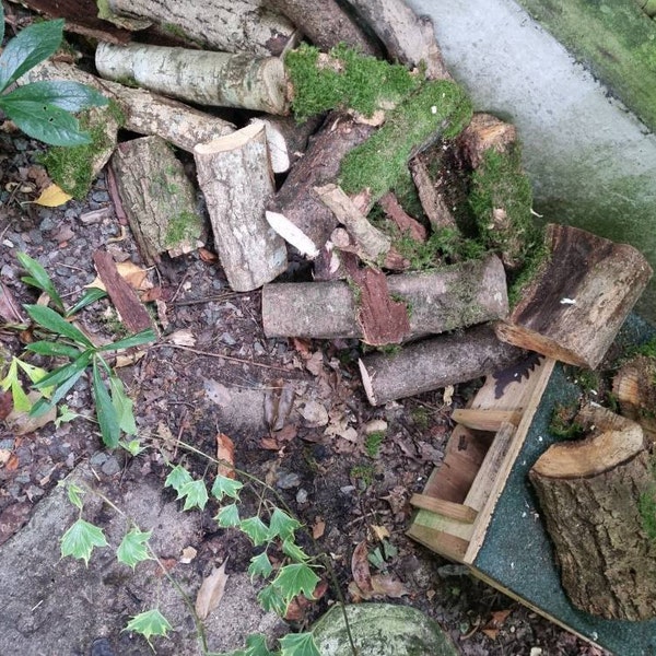 Natural Silver Birch Hardwood Round Log Slices Rustic Green Hard Wood ...