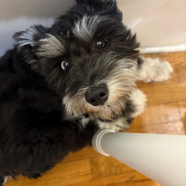 Orange and White Checkered Dog Collar, Martingale or Flat Collar, Dog ...