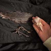 Crow Feet 3 Pairs 1 Carrion Crow 1 Magpie and 1 Jay Dried Talons Claws ...