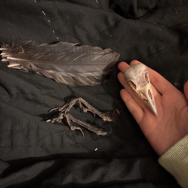 Real Mallard Duck Bird Skull Taxidermy Macabre Gothic Pagan Art and ...