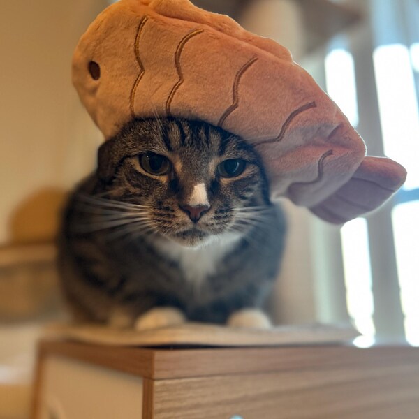 Pet Cat Costume Taiyaki Fish Shaped Bread Hat Cosplay Cute - Etsy