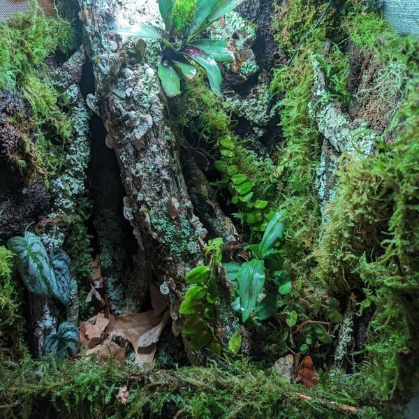 One Gal. Bag Mixed Hardwood Oak Leaf Litter, Terrarium Decor, Reptile ...