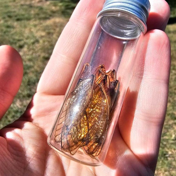 Real Dried Cicada-wings Open- Brood XIII(13) 17 Year Magicicada Genus ...