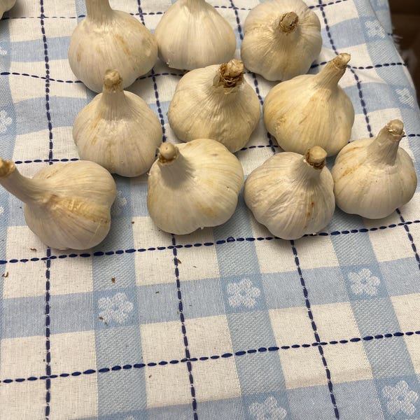 Duganski Culinary Garlic Bulbs Small Size: 1 5/8 to 1 7/8 Organically ...