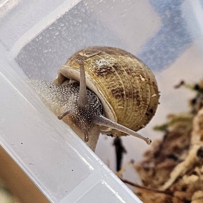 Land Snail Kit Ideal for Garden Snails - Etsy