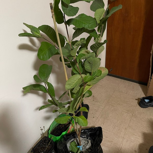 Taiwan Ruby Seedless Guava - 2 Feet Tall - Grafted - Ship in 3gal Pot ...