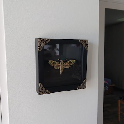 Real Atlas Moth Shadow Box Frame, Framed Attacus Atlas, Moth Taxidermy ...