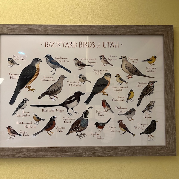 Utah Backyard Birds Field Guide Art Print / Watercolor Painting Print ...