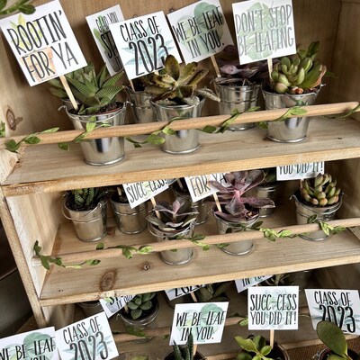 Succ-cess success You Did It Graduation Succulent Gift Arrangement for ...