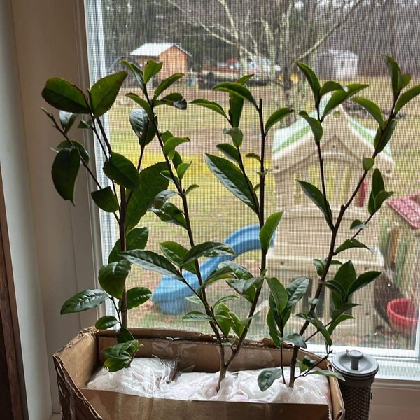 Camellia Sinensis (live Tea Plant Propagated From Plants at Former ...