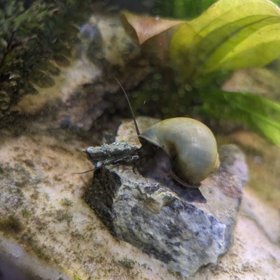 Snail Snacks 8oz, Food Pellets, Mystery Snail, Ramshorn Snail, MTS ...