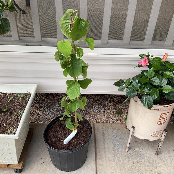 Viburnum Plicatum 'popcorn' Live Plant Perennial Shrub White Snowball ...