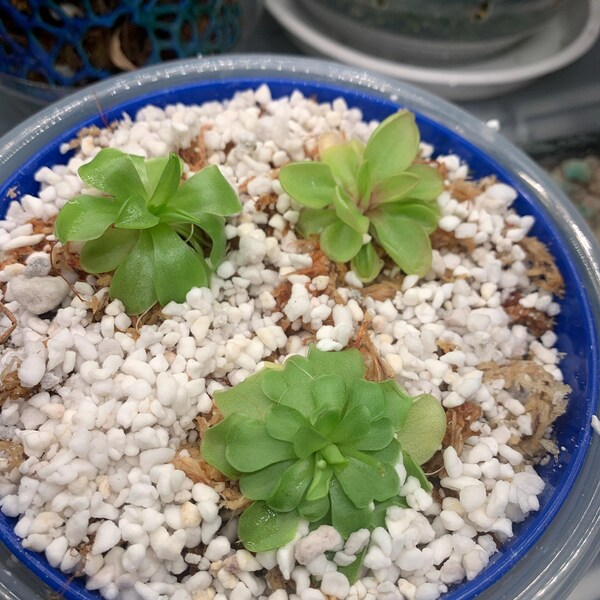 Pinguicula X "pirouette" Butterwort Hybrid - Rare Live Carnivorous ...