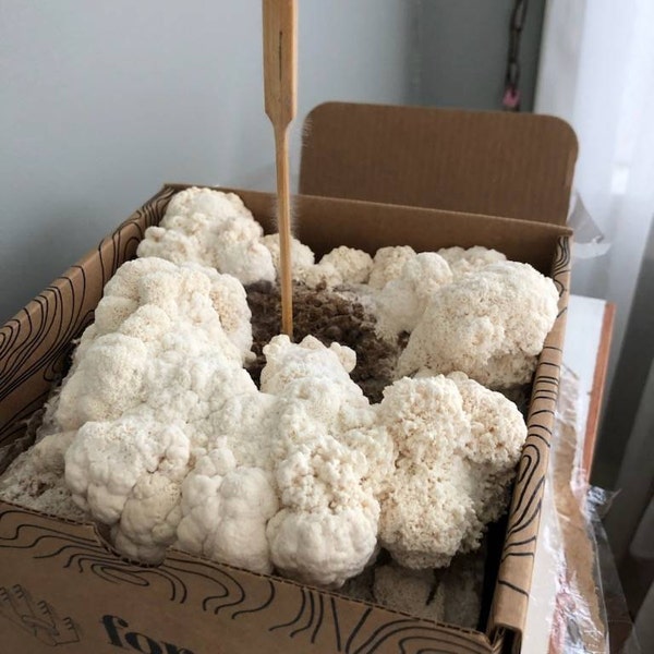 Lion's Mane Mushroom Grow-at-home Kit - Etsy Canada