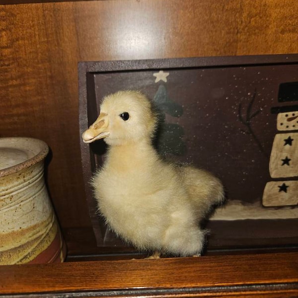 Real Little Yellow Goose Specimen Collectibles Study, Special Gifts ...