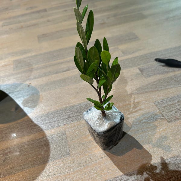 Starter Podocarpus Macrophyllus Maki Tree Outdoor Plant Landscape Live ...