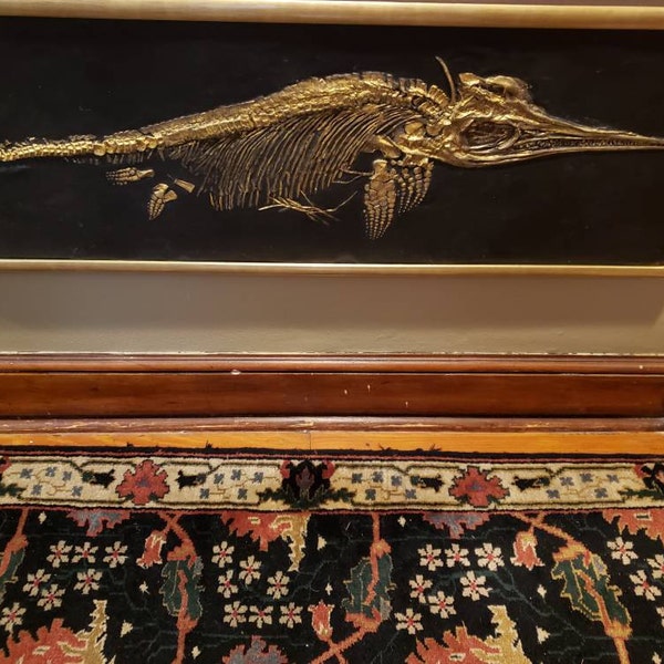 ICHTHYOSAURUS Sp, Juvenile FOSSIL Toarcian Holzmaden, Germany ...
