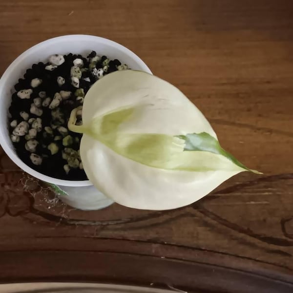 Cebu Ghost 2 Wet Sticks | NODES | Unrooted | Epipremnum Cebu Blue Ghost ...