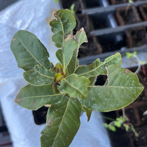 Cissus Quadrangularis, Veldt Grape, Devil's Backbone, Cucumber Cactus ...