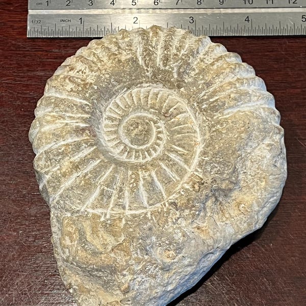 Flash Sale!!** LARGE (1) Raw Ammonite Fossil Cephalopod Perfect Gift ...