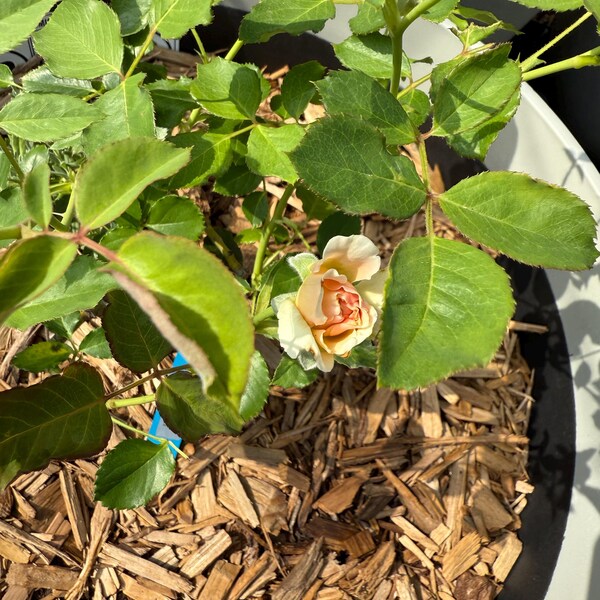 Rare Rose Juice Splash| 果汁飞溅 | Rainbow Flower 1 Gallon Live Plant - Etsy