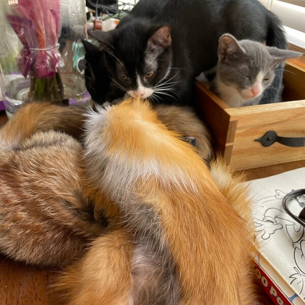 Professionally Tanned #1 Grade Red Fox Hide/pelt - Etsy