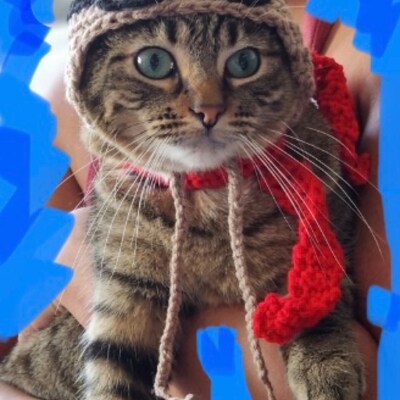 Aviator Hat Pattern, PDF Pattern, Oona Patterns, Hats for Cats, Cat Hat ...