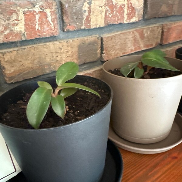 Philodendron Royal Queen Starter Plant ALL STARTER PLANTS Require You ...