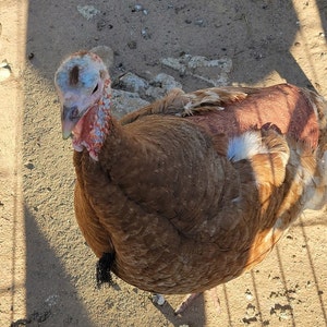 Mermaid Chicken Tutu | Etsy